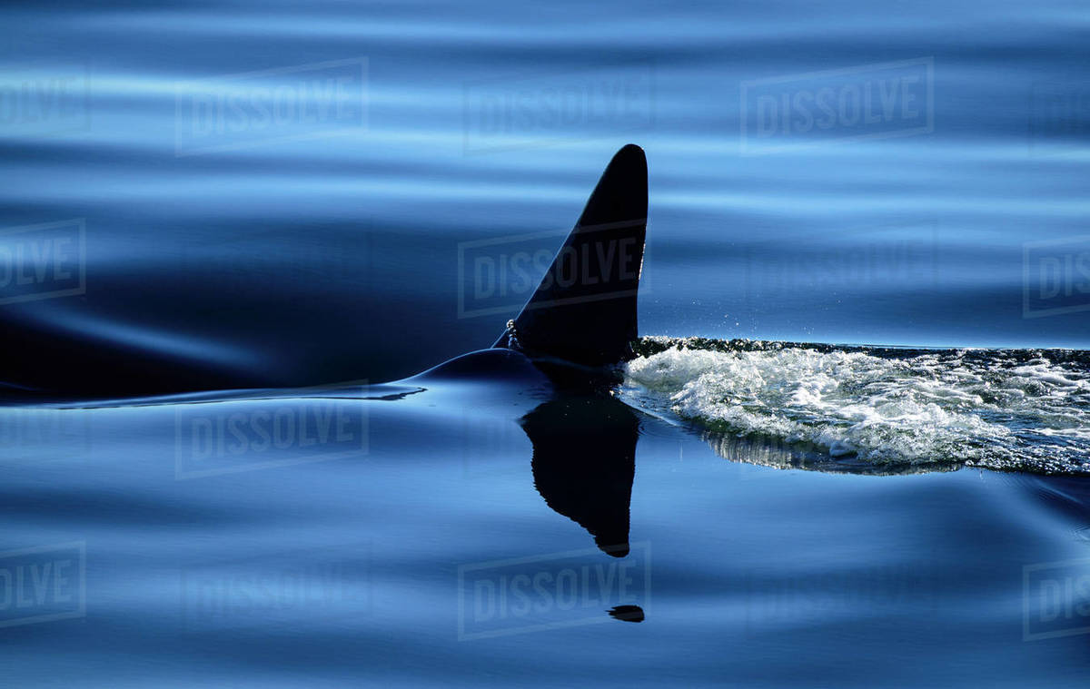 Dorsal fin of an Orca, or Killer whale (Orcinus orca), breaks the ...