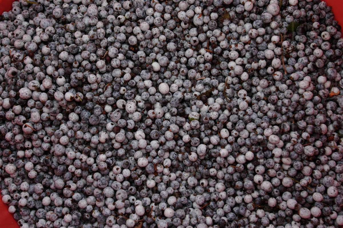 Gray currants are gathered by Tlingit people for subsistence; Sitka ...