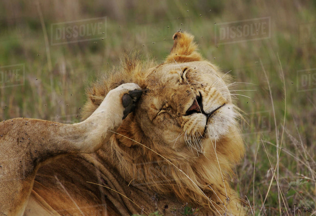 Male lion (Panthera leo) sitting on savannah scratching mane with back ...