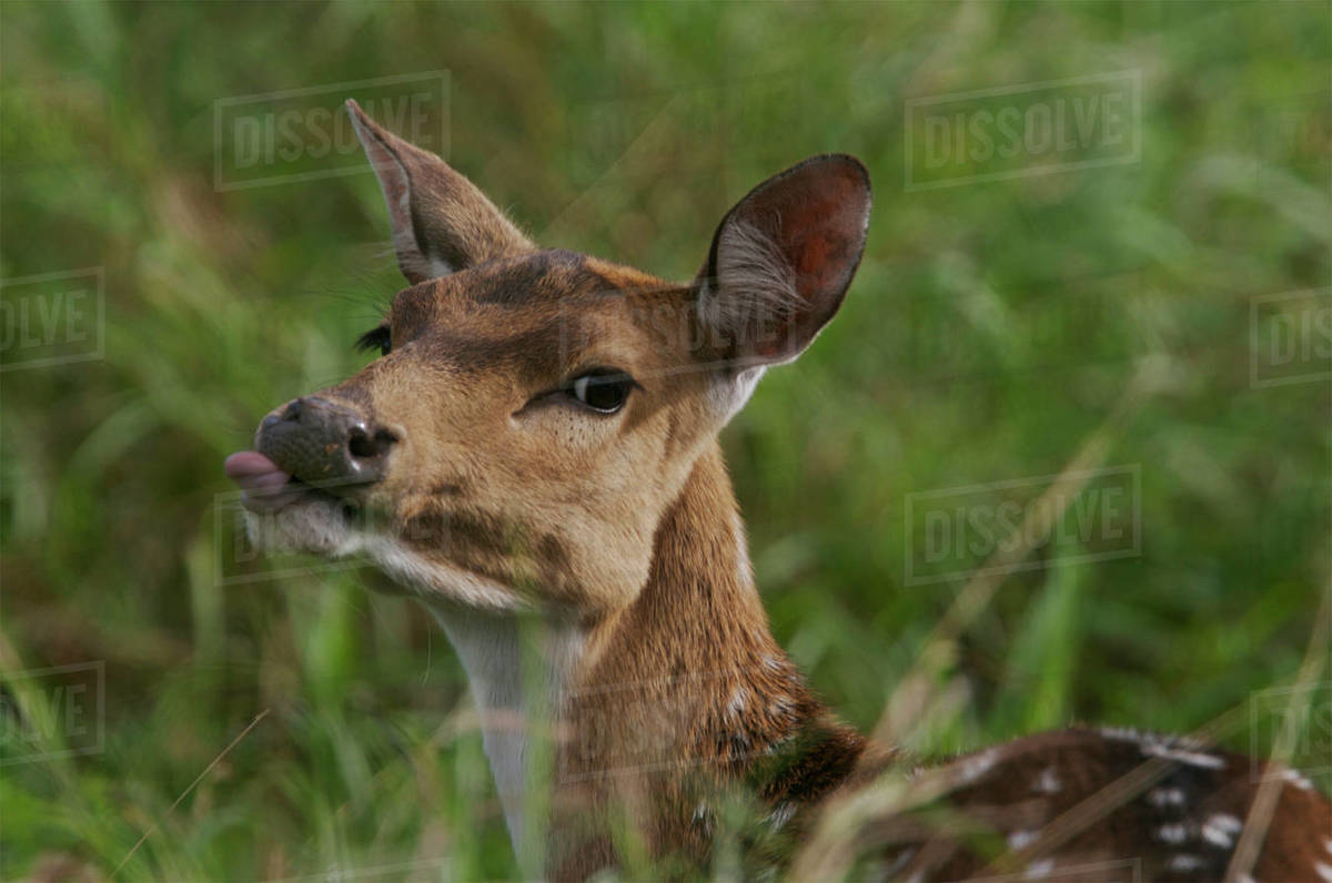 Adult Axis deer (Axis axis) is naturally spotted on Maui, Hawaii, USA ...