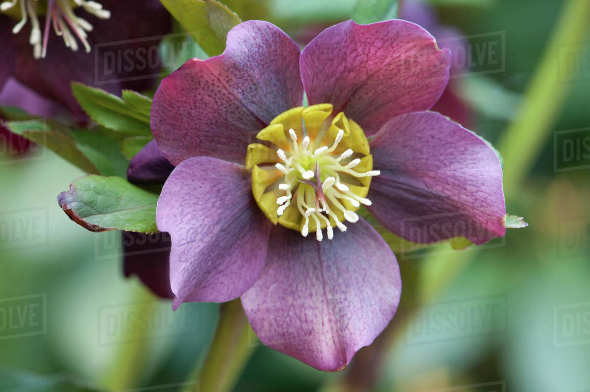 Close up of a lenten rose flower, Helleborus species.; Brewster, Cape ...