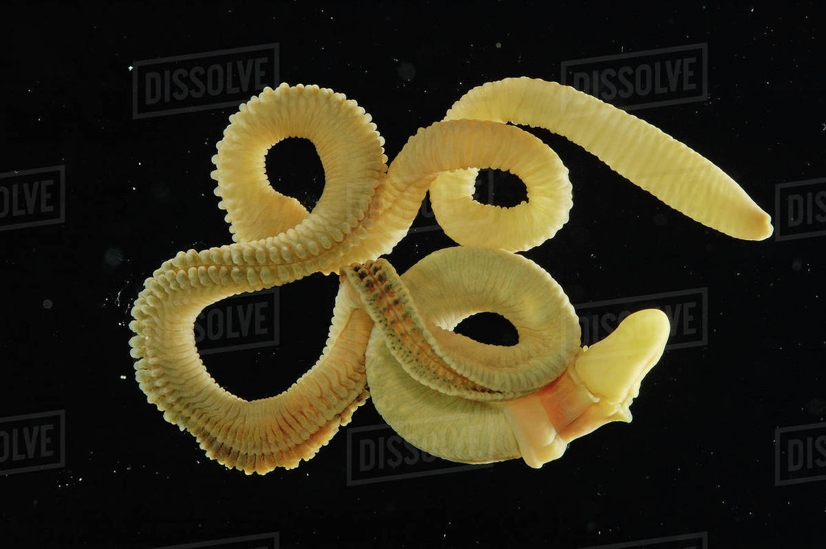 An acorn worm having gill slits and a dorsal nerve cord.; Paiko ...