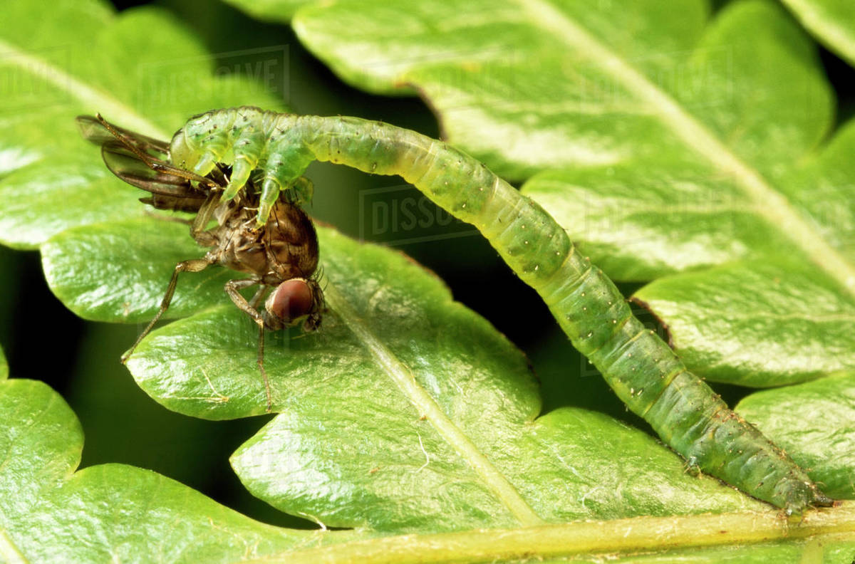 A species of Eupithecia, a carnivorous caterpillar, eating a fruitfly ...