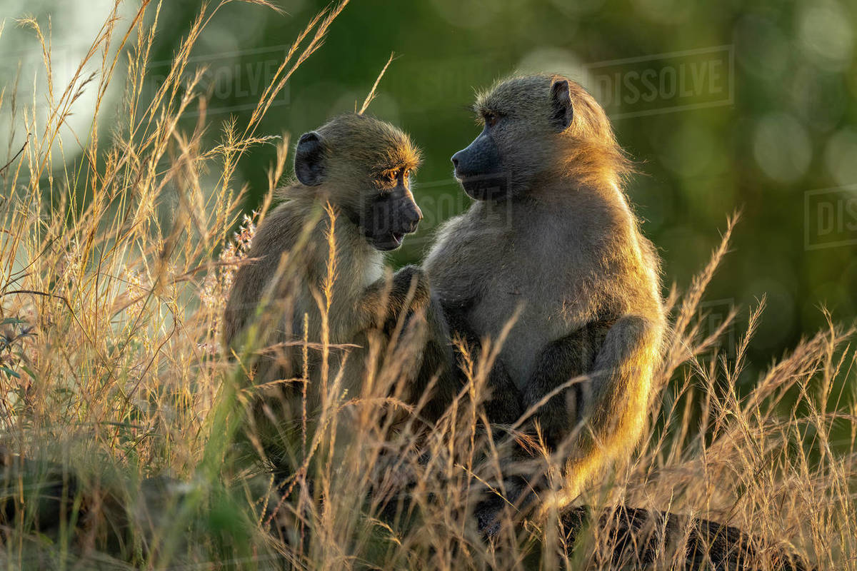 Two Chacma baboons (Papio ursinus) sit in long grass in Chobe National ...