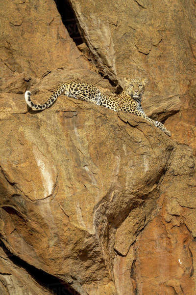 Leopard (Panthera pardus) lying down on rock ledge, watching camera ...