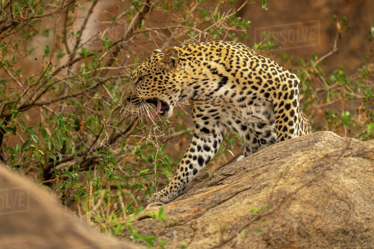 Leopard (Panthera pardus) sits snarling on rocks by bush; Kenya ...
