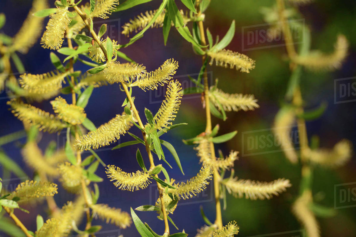 Close up of a flowering weeping willow, Salix alba.; Cambridge ...