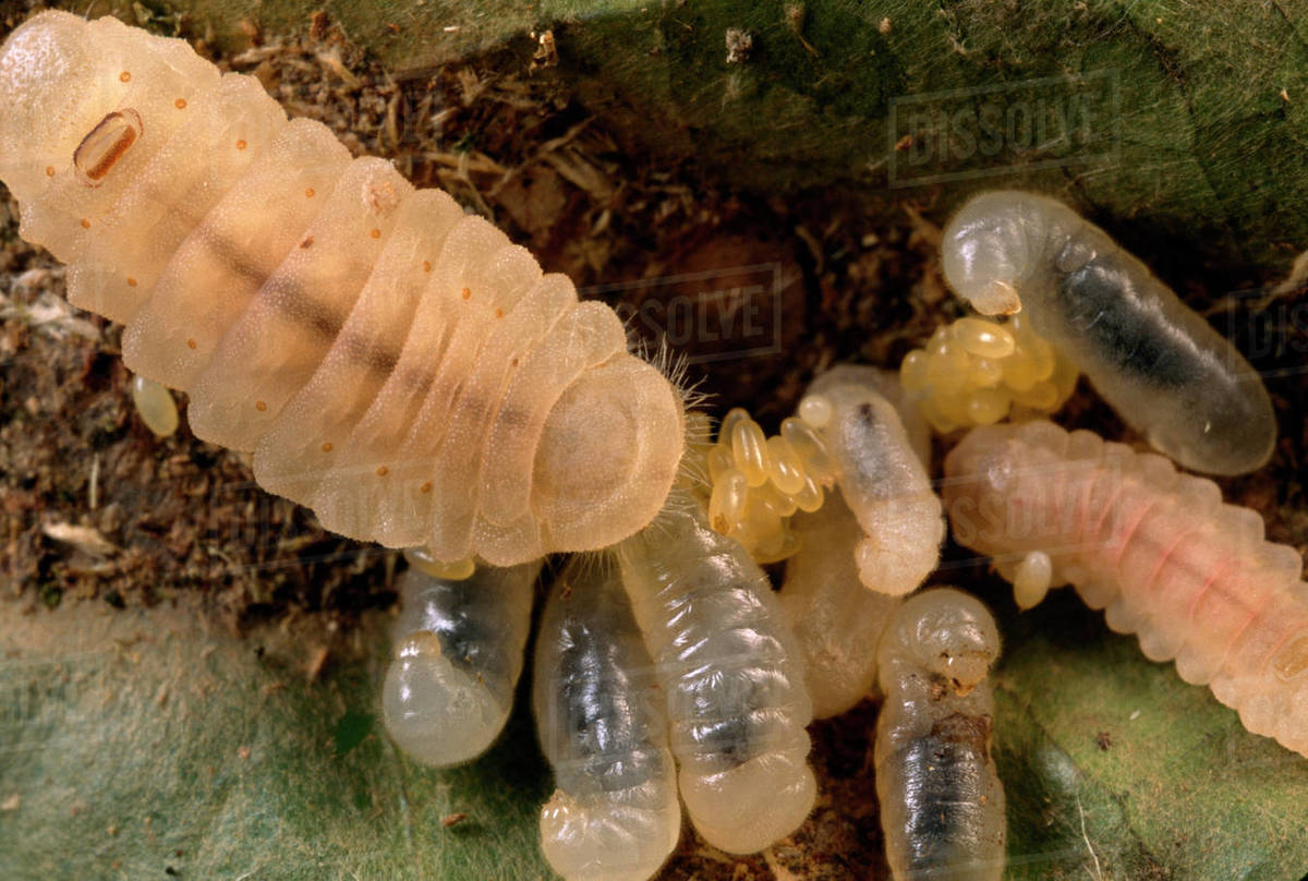 A carnivorous Arhopala wildei caterpillar feasts on ant larvae ...