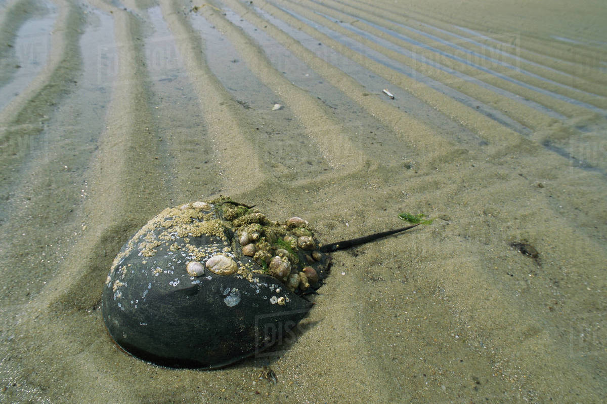 Horseshoe crab encrusted with barnacles and jingle shells on beach ...