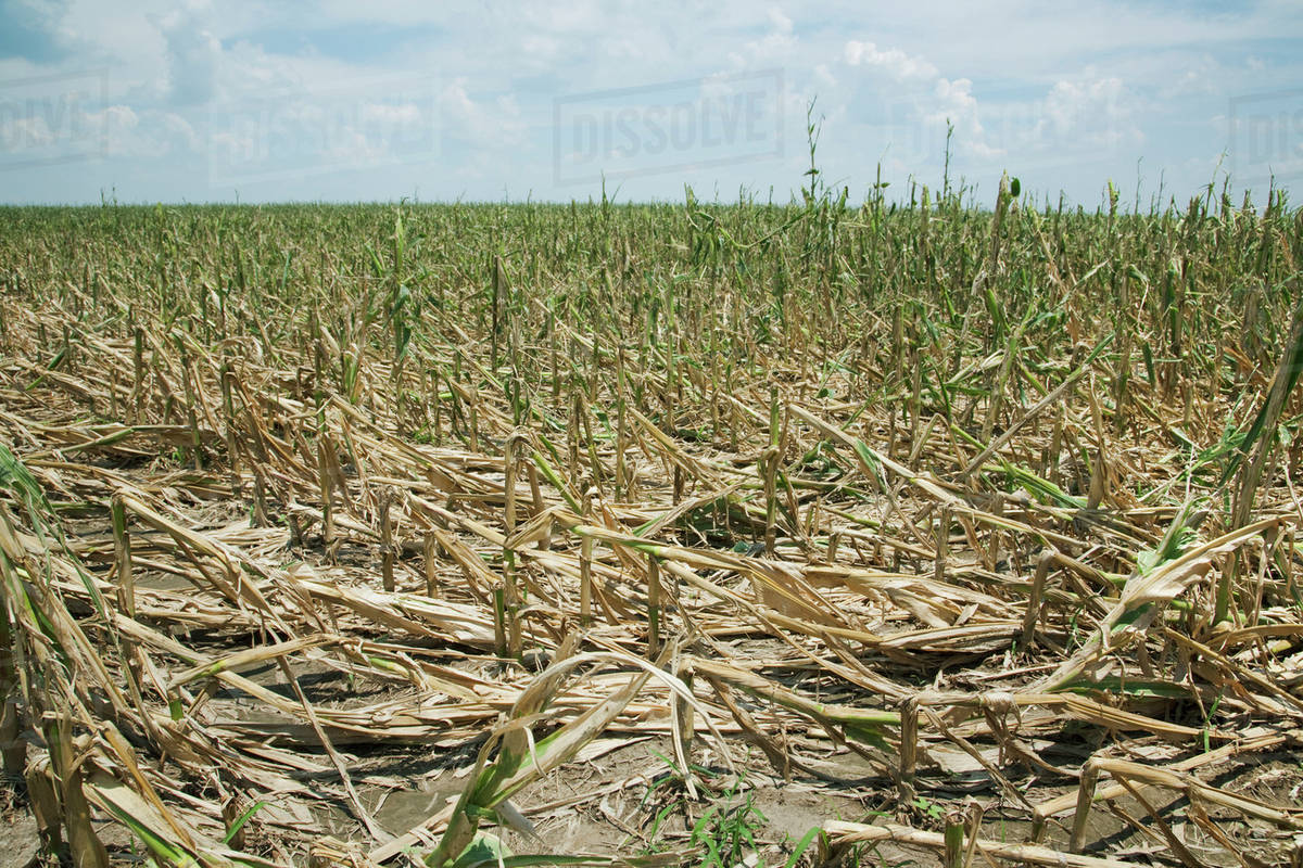 Agriculture - Mid growth grain corn field completely destroyed by a ...