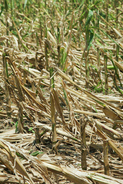 Agriculture - Mid growth grain corn field completely destroyed by a ...