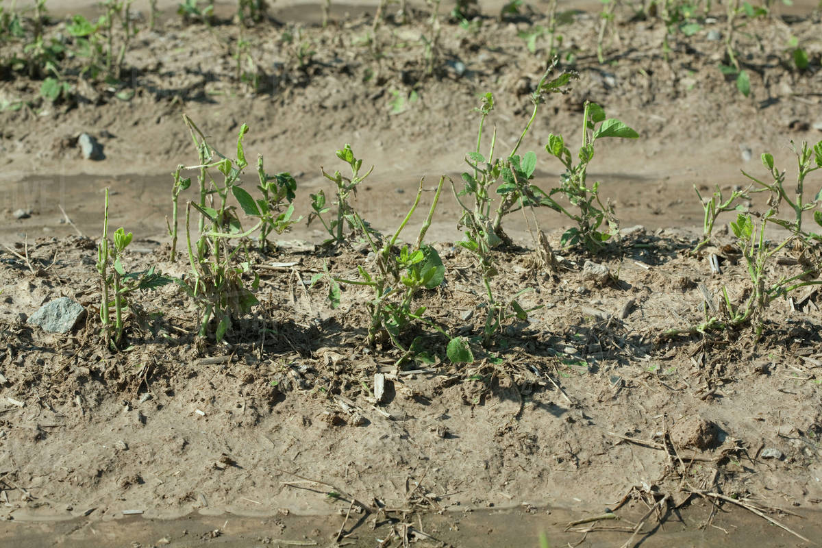 Agriculture - Soybean plants severely damaged by a powerful late Spring ...