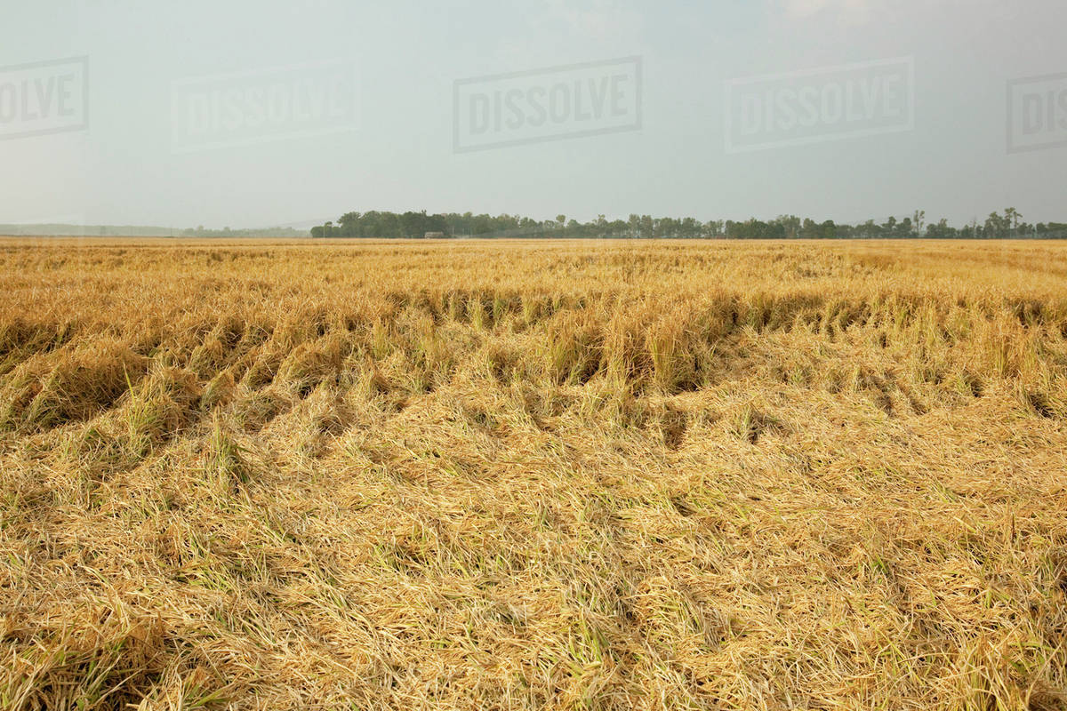 Agriculture - Lodging of a mature rice crop, caused by rain and ...