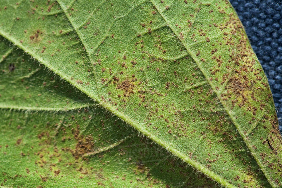 Agriculture - Closeup of a soybean leaf showing symptoms of Asian ...