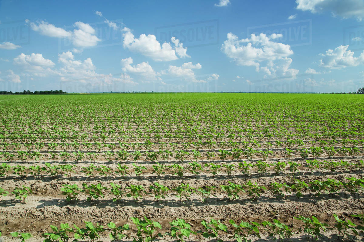 Agriculture - Field of early growth cotton plants at the 8-10 leaf ...