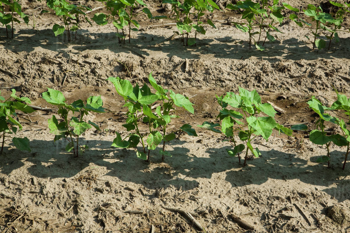 Agriculture - Rows of early growth cotton plants at the 8-10 leaf stage ...