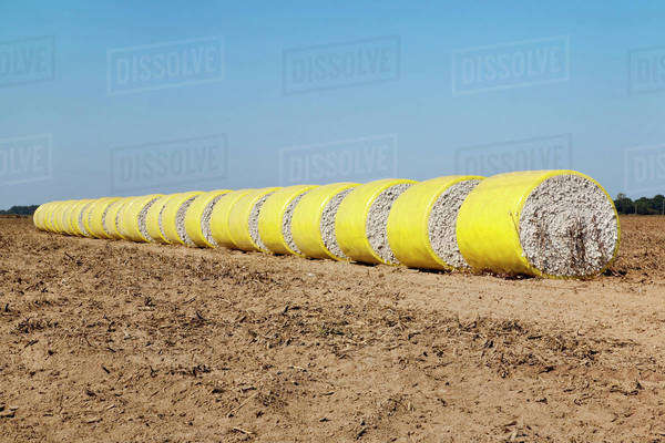 Agriculture - Round mini modules of harvested cotton lined up along a ...