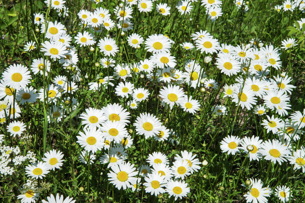 Oxeye Daisies (Leucanthemum Vulgare); British Columbia, Canada ...
