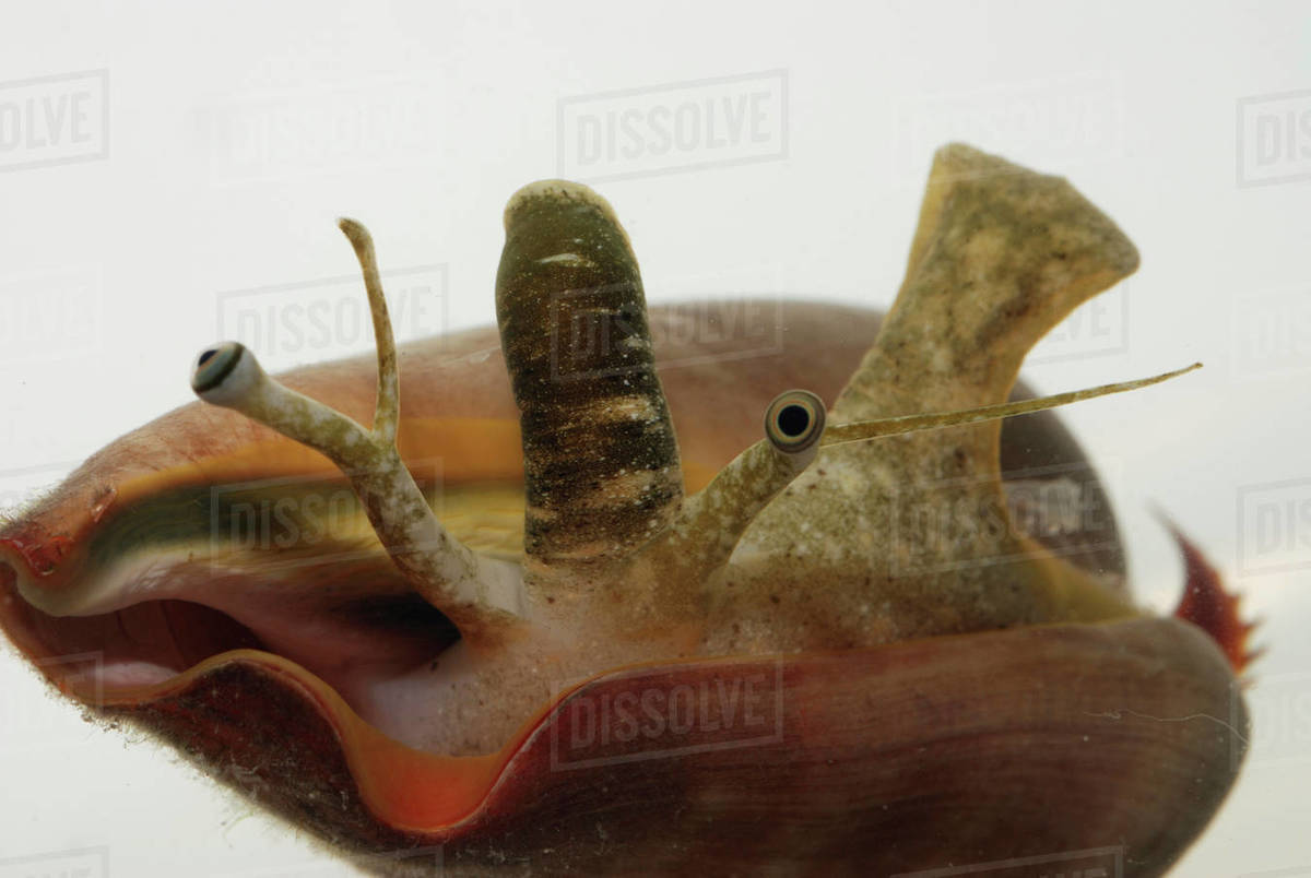 Strawberry conch, Strombus luhuanus, showing eyes, mouth, and foot ...