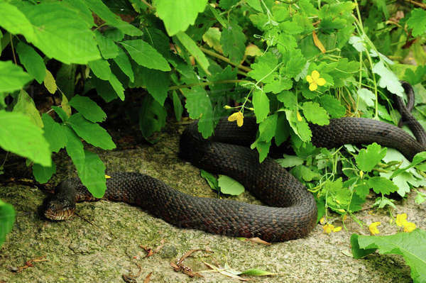 A large northern water snake, Nerodia sipedon.; Brewster, Cape Cod ...