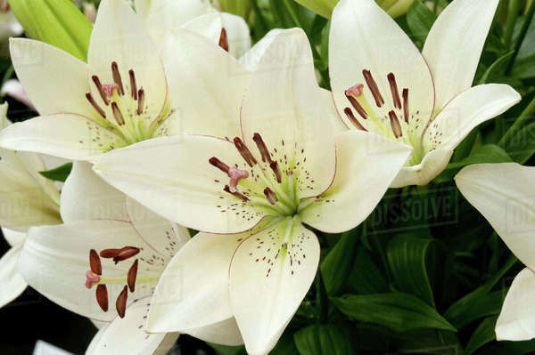 Close up of large white lilies.; Longwood Gardens, Pennsylvania ...