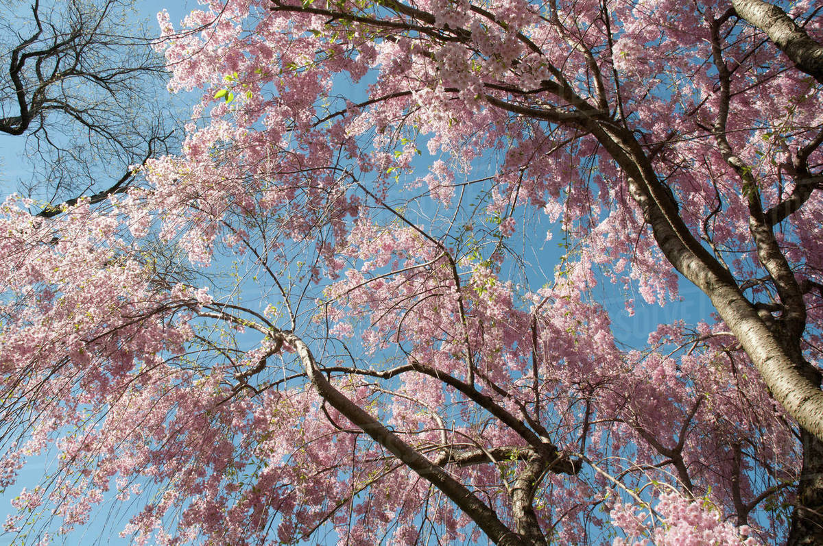 Canopy view of weeping cherry trees, Prunus subhirtella var. pendula ...