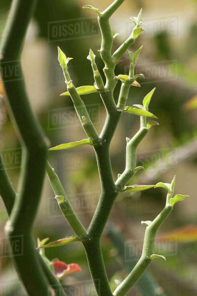 Zigzag stems of the devil's backbone plant, Pedilanthus tithymaloides ...