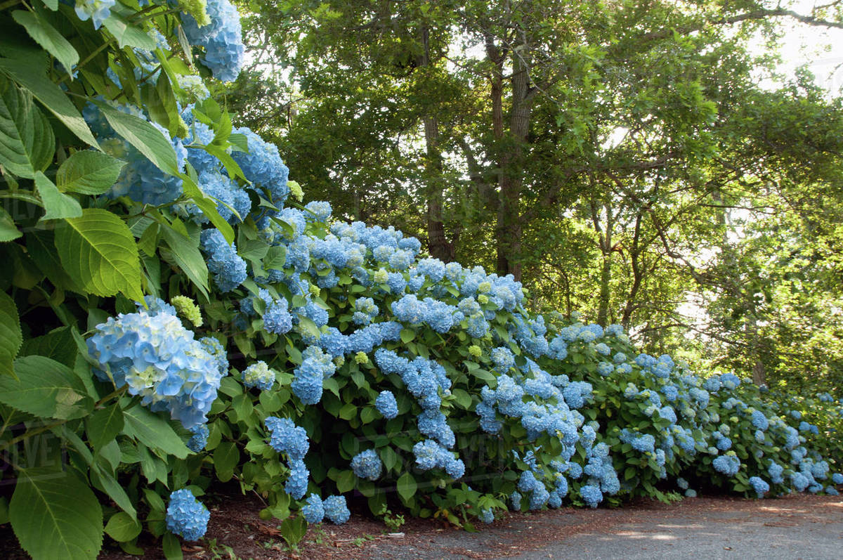A row of hydrangea shrubs, Hydrangea macrophylla, in bloom.; Brewster ...