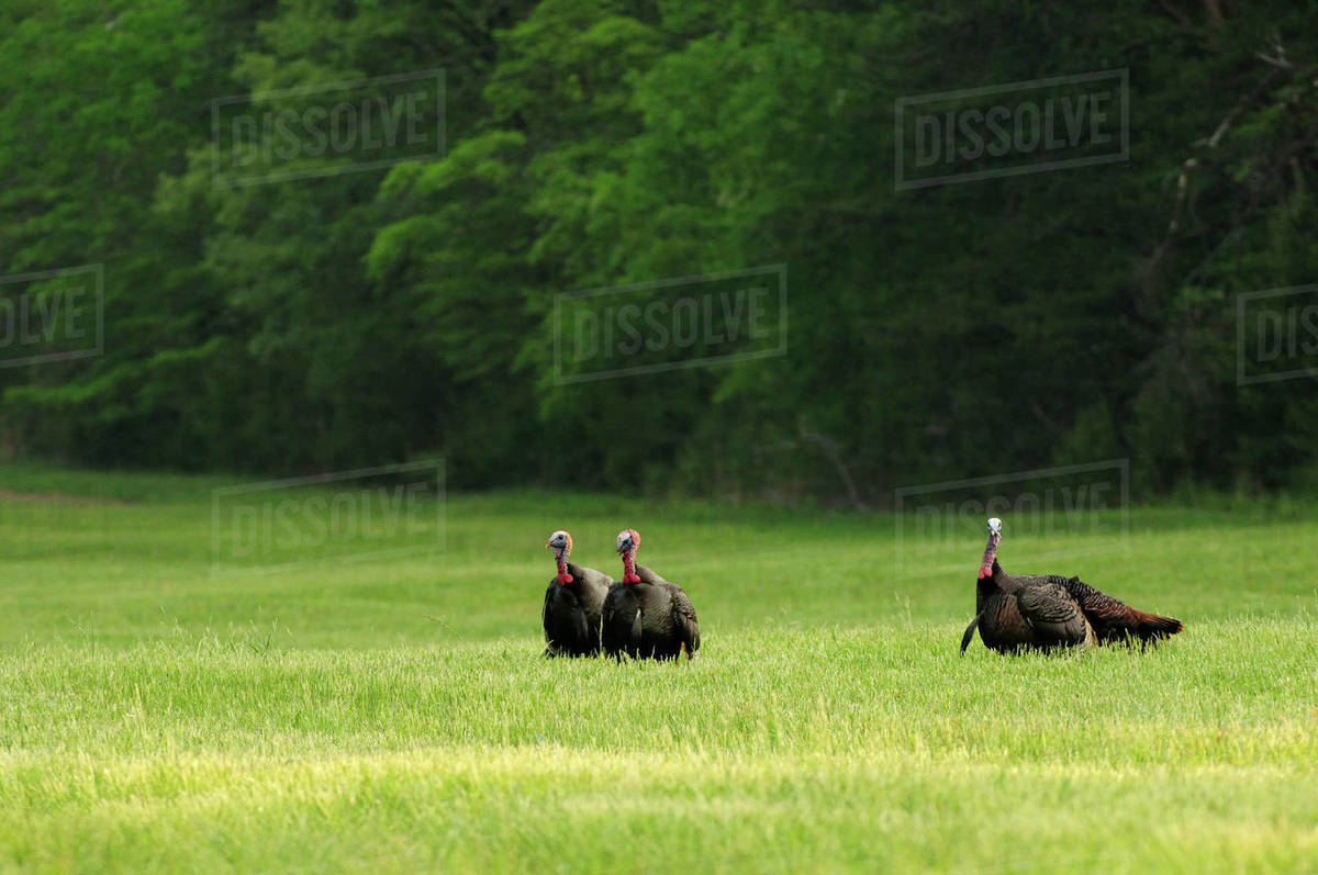 Four male wild turkeys in a grassy field.; Cades Cove, Great Smoky ...