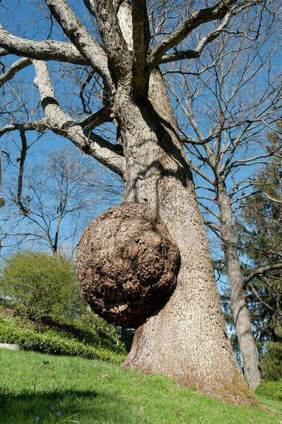 A large burl on the side of a white oak tree trunk, Quercus alba ...