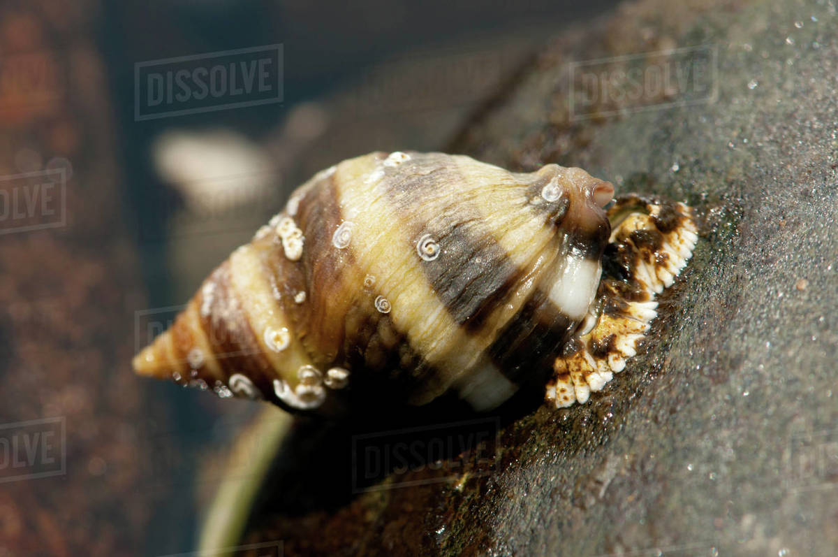 A dog whelk sitting on its prey, a barnacle, in a tidal pool.; Rachel ...