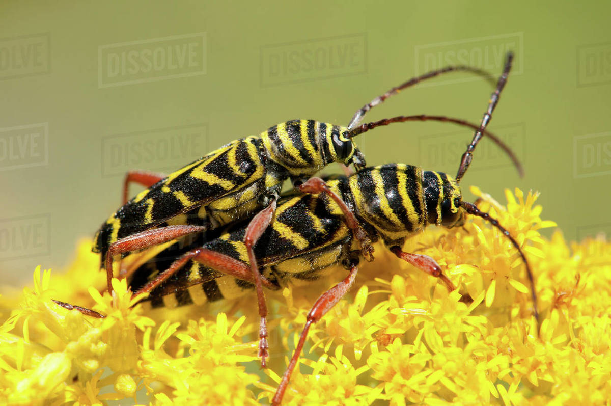 A pair of locust borer beetles, Megacyllene robiniae, mating and ...