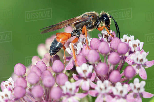 A great golden digger wasp, Sphex ichneuomoneus, visiting swamp ...