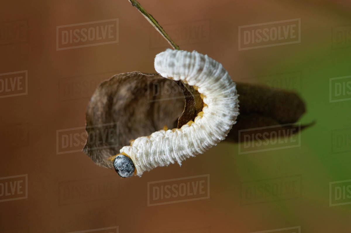 A Dogwood sawfly larva, Macremphytus tarsatus, crawling on a dried leaf ...