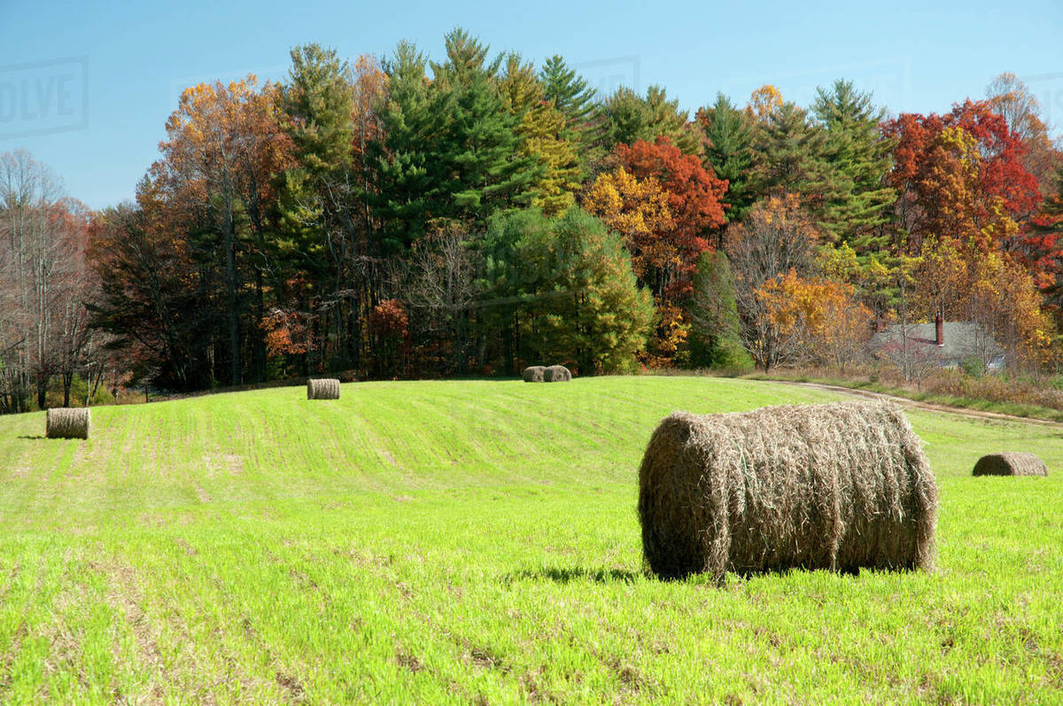 Bales of hay in a field and a forest in autumn colors.; Virginia ...