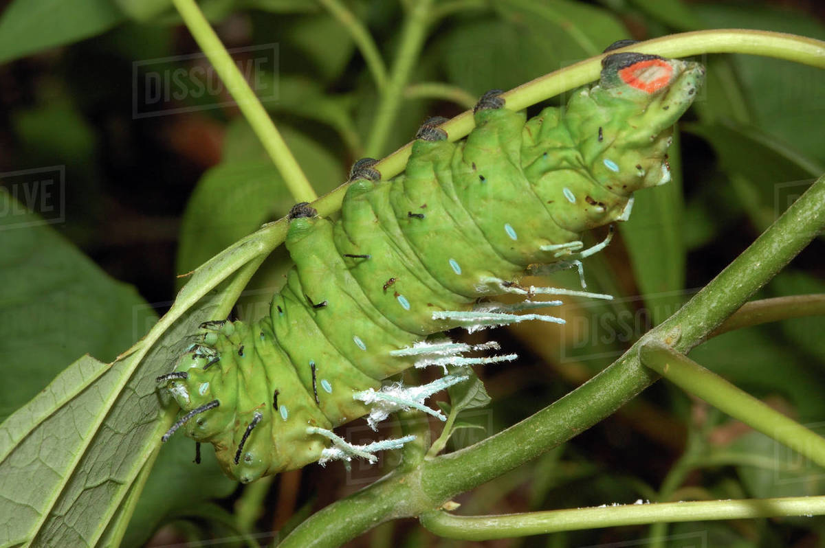 Atlas moth caterpillar (Attacus atlas). It is world's largest moth ...