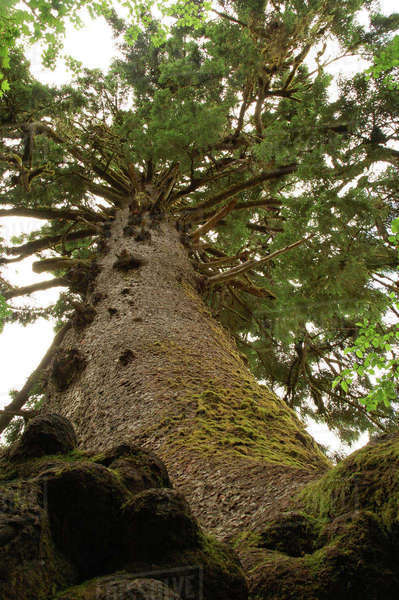 World's largest Sitka Spruce. 191 ft tall, 17 ft diameter.; Quinault ...