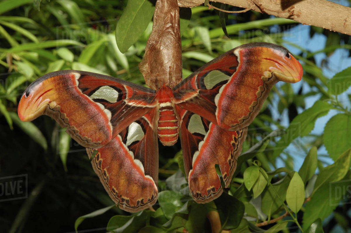 An Atlas moth (species: Attacus atlas; family: Saturniidae). Female ...