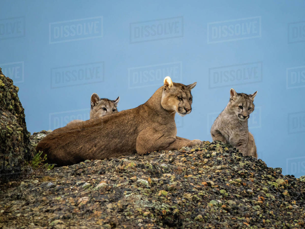 Puma family with two kittens (Puma concolor) in Torres del Paine ...