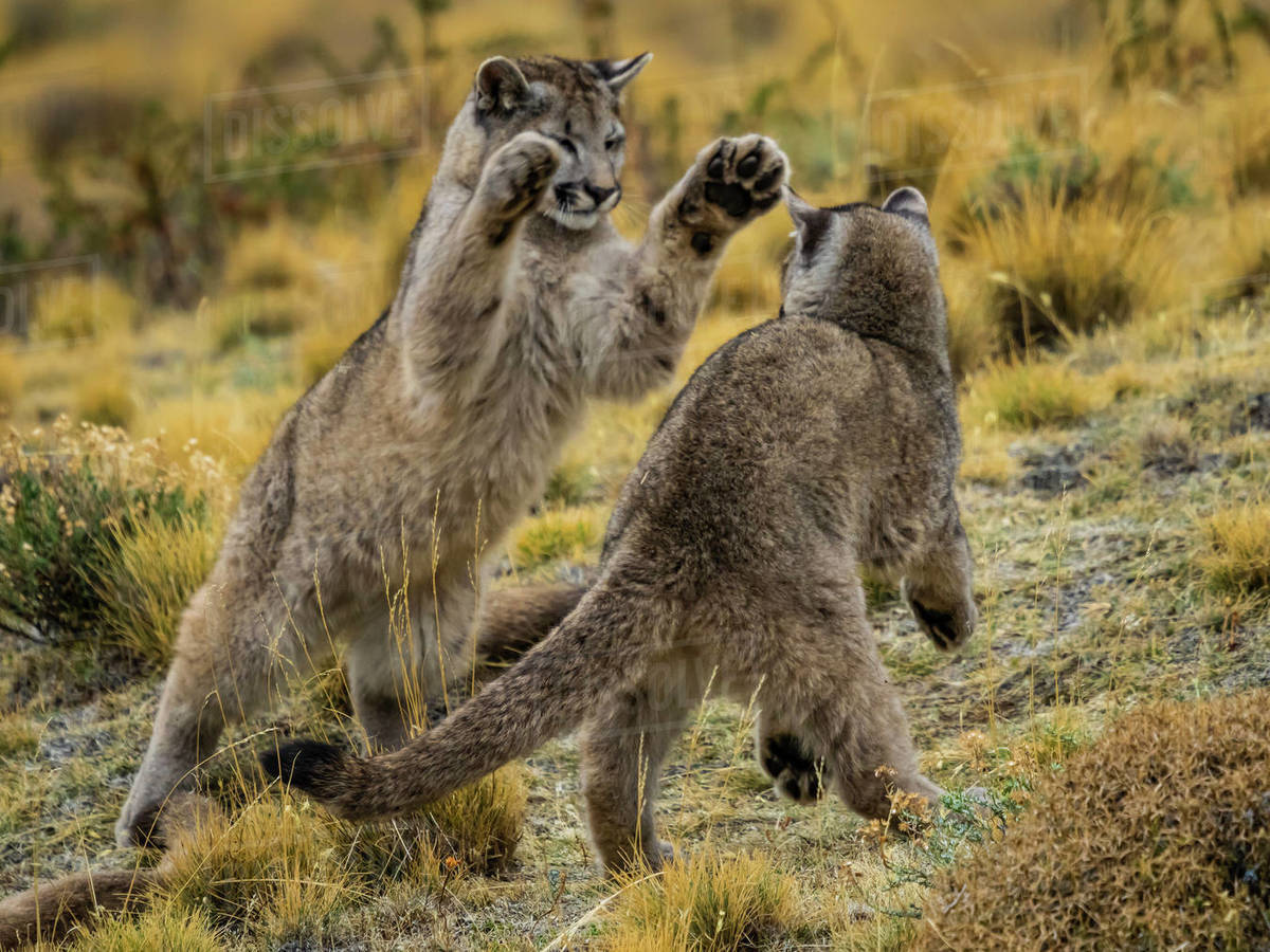 Puma kittens (Puma concolor) playing in Torres del Paine National Park ...