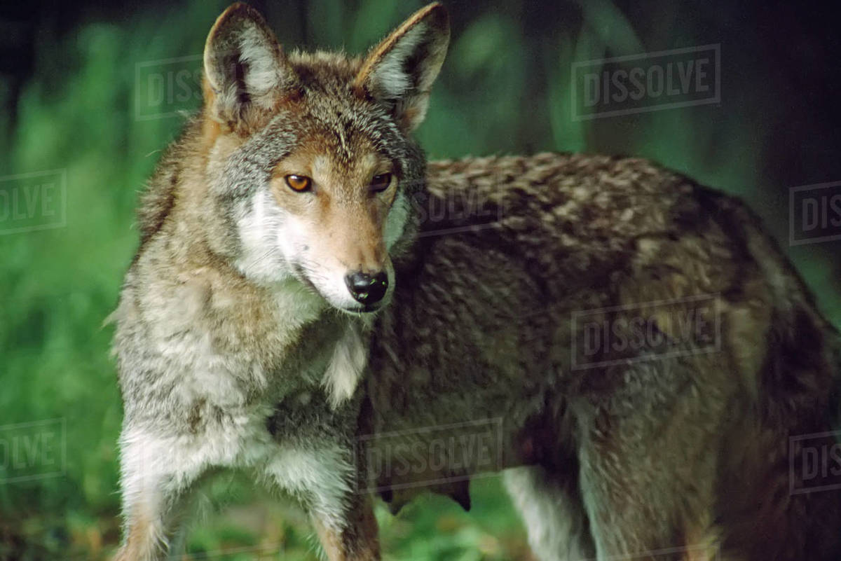 Portrait of a female Red wolf (Canis rufus) at a breeding facility ...