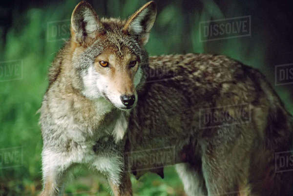 Portrait of a female Red wolf (Canis rufus) at a breeding facility ...