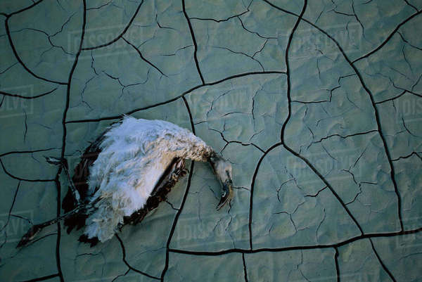 Dead, dried flamingo lies on the cracked sunbaked earth of the Atacama ...