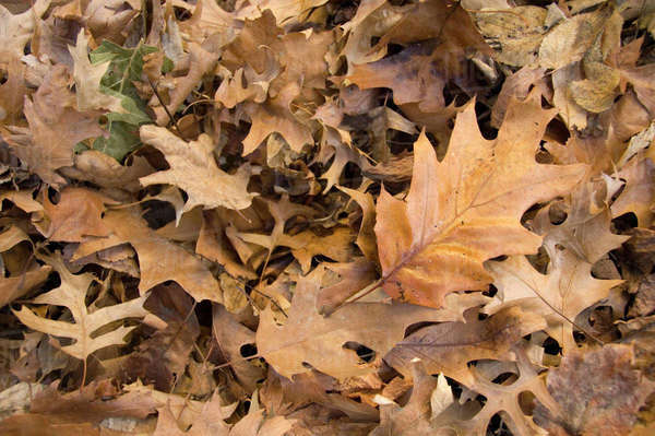 Autumn coloured leaves that have fallen to the ground; Lincoln ...