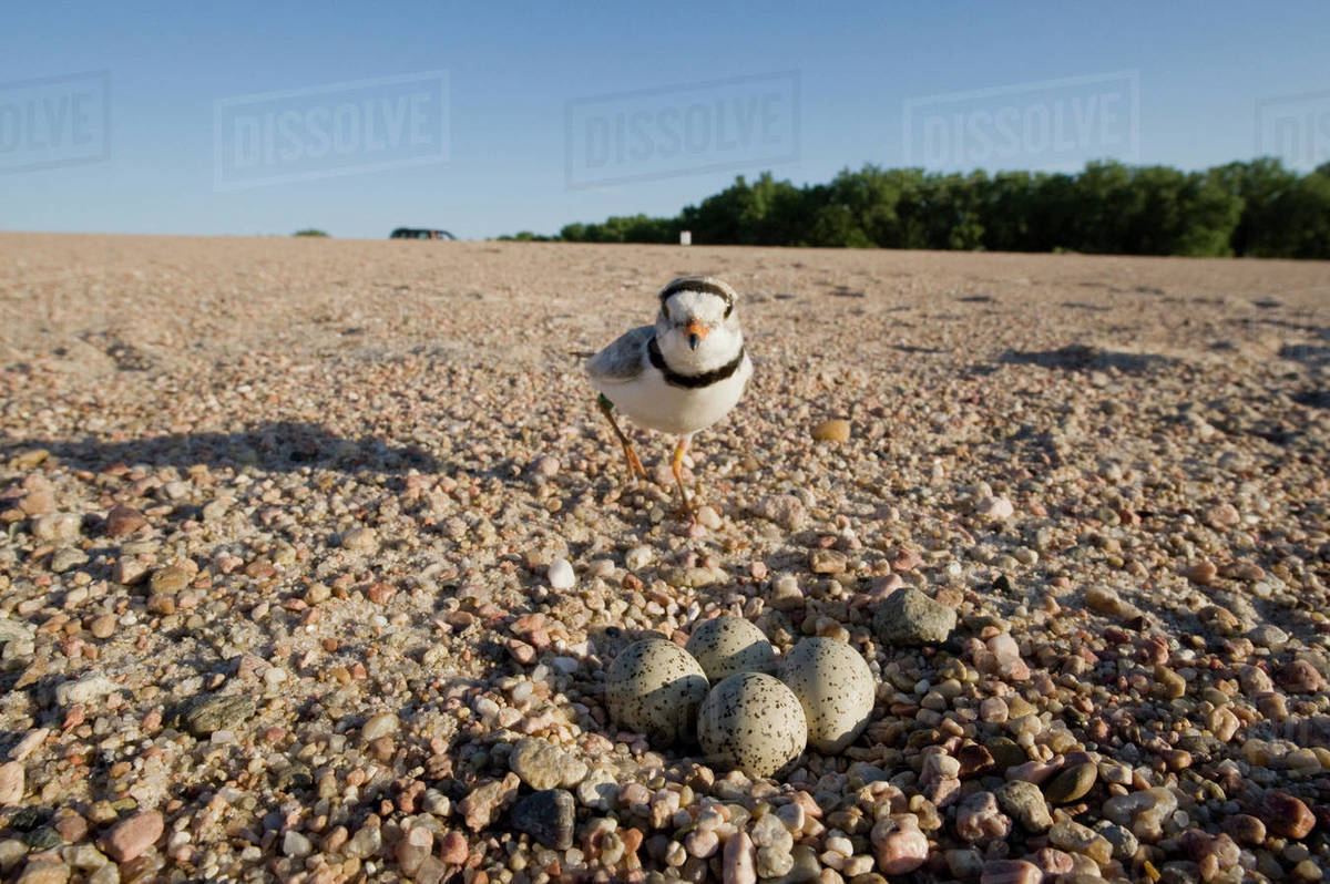 Piping plover (Charadrius melodus) protecting eggs on a nest; North ...