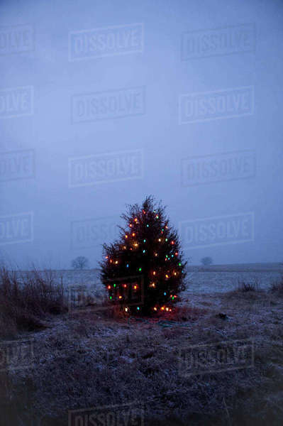Lone Christmas tree is lit up on a farm; Cortland, Nebraska, United ...