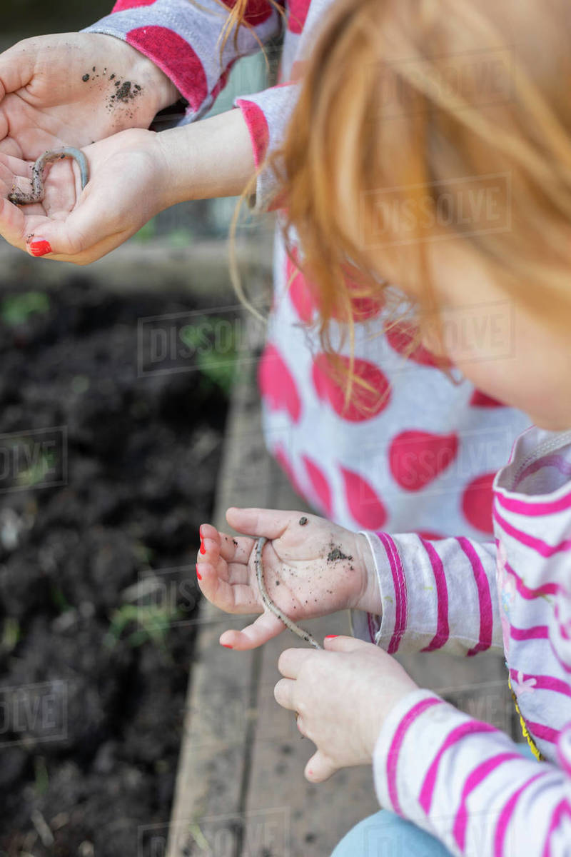 Two red headed girls playing with worms in a garden. - Royalty-free ...