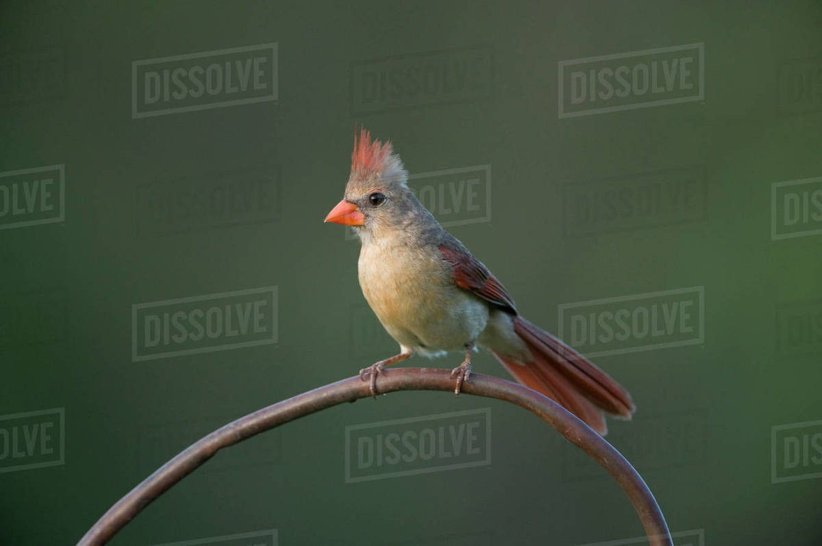 Portrait of a female Northern cardinal (Cardinalis cardinalis) perched ...