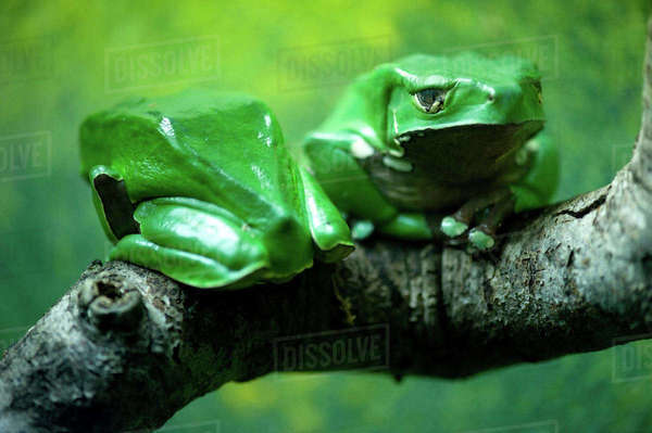 Giant waxy monkey tree frogs (Phyllomedusa bicolor) in a zoo; Houston ...