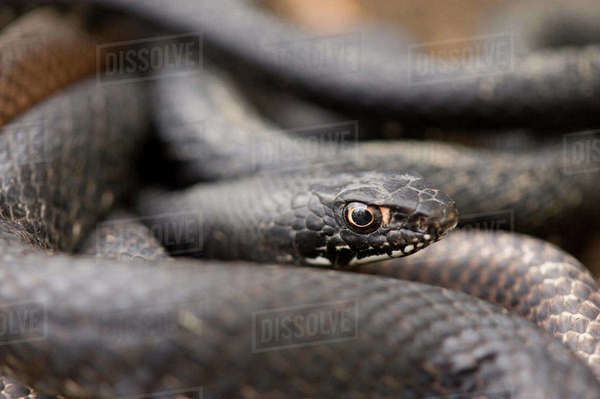 Portrait of a Western coachwhip snake (Masticophis flagellum); Shawnee ...